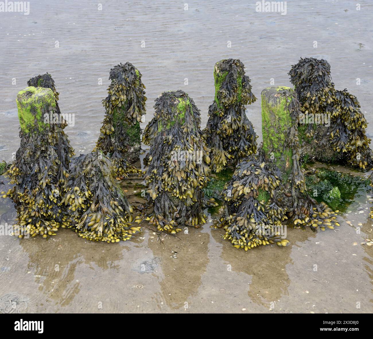 Bladderwrack Seaweed resp.Fucus vesiculosus on wooden post while low ...