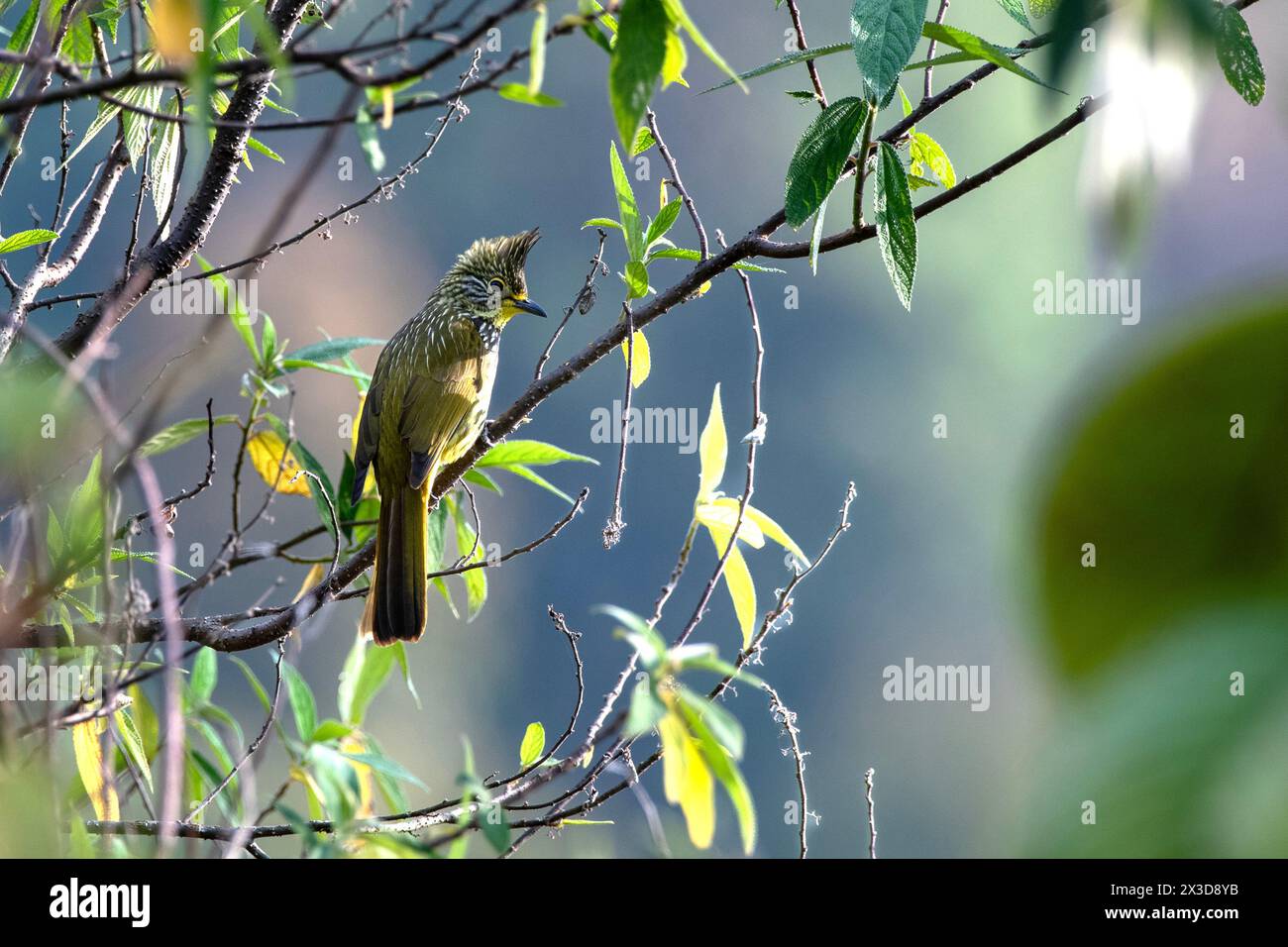 striated bulbul or Alcurus striatus observed in Khonoma in Nagaland ...
