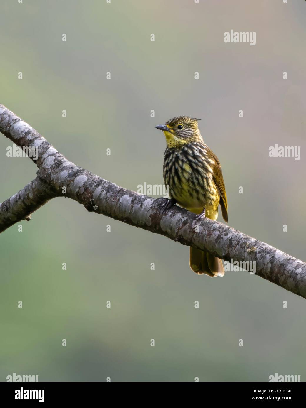 Alcurus striatus hi-res stock photography and images - Alamy