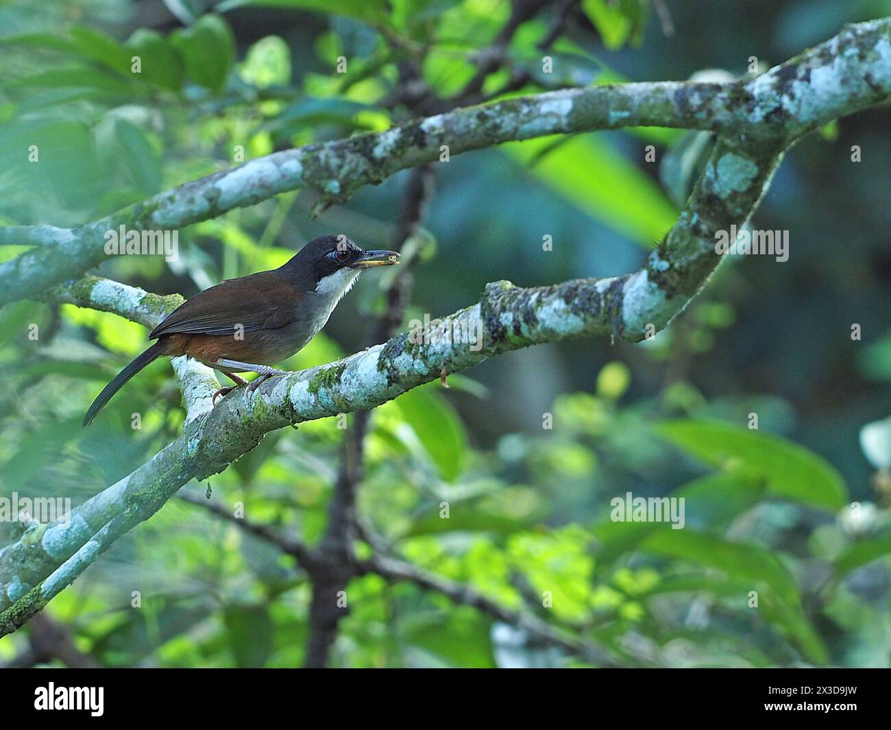 Wayanad laughing thrushes hi-res stock photography and images - Alamy