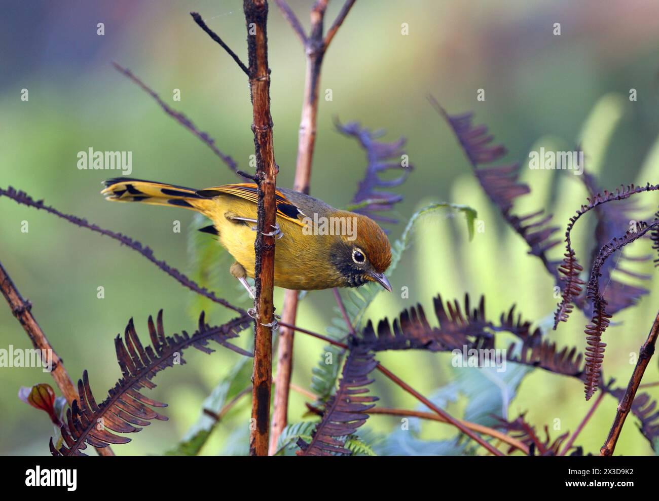 Chestnut-tailed minla, Bar-throated minla, Bar-throated siva (Minla ...