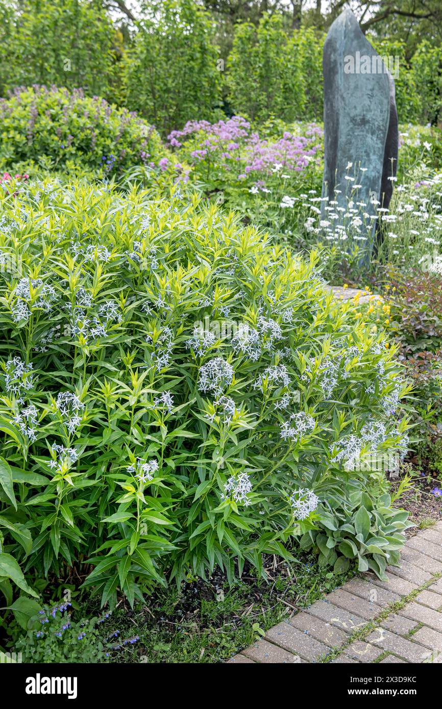 Eastern bluestar, Common Bluestar, Amsonia (Amsonia tabernaemontana ...