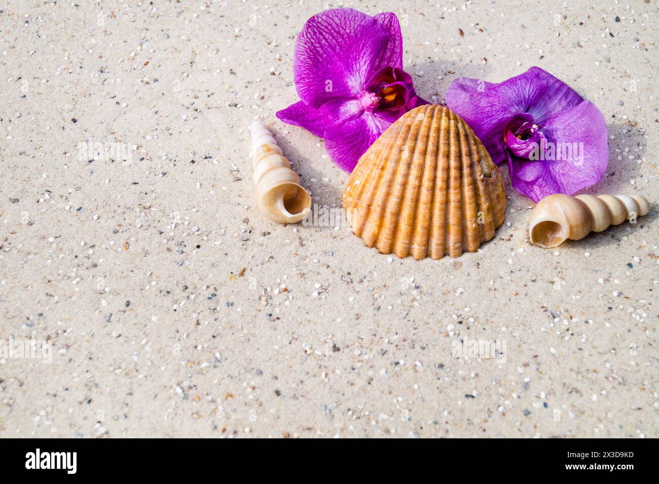 shells, snail shells and orchid flowers on the beach Stock Photo - Alamy