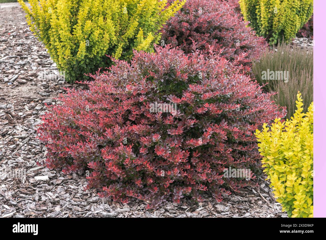 Berberis thunbergii atropurpurea nana hi-res stock photography and ...