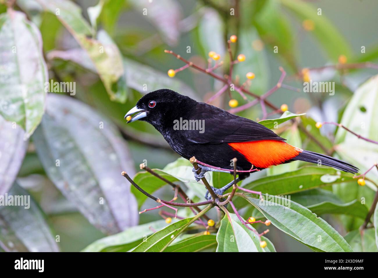 Scarlet-rumped tanager, Passerini's Tanager (Ramphocelus passerinii ...