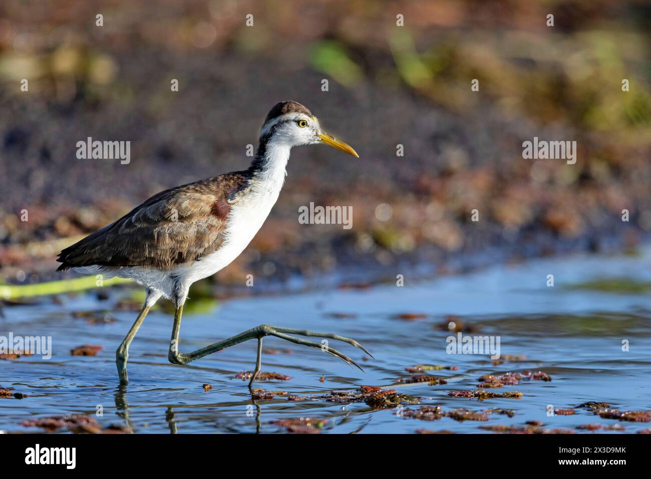 Northern jacana (Jacana spinosa), juvenile walks along the banks of the ...