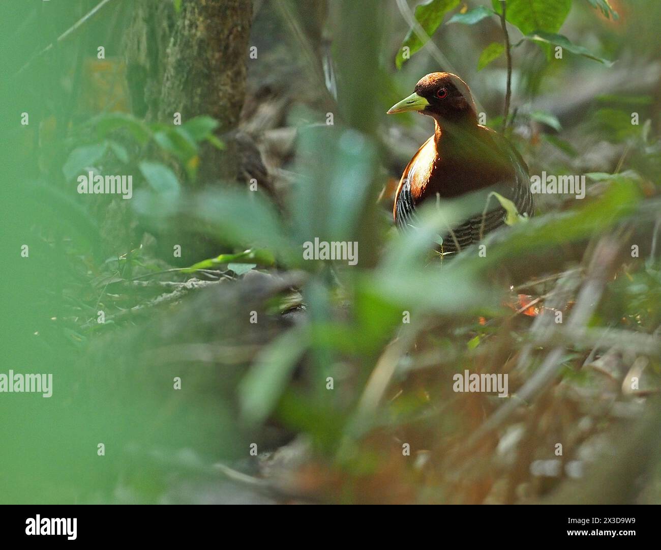 Andaman banded crake, Andaman crake (Rallina canningi), sitting on a ...