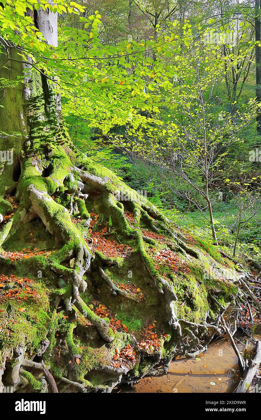 Mossy roots hi-res stock photography and images - Alamy