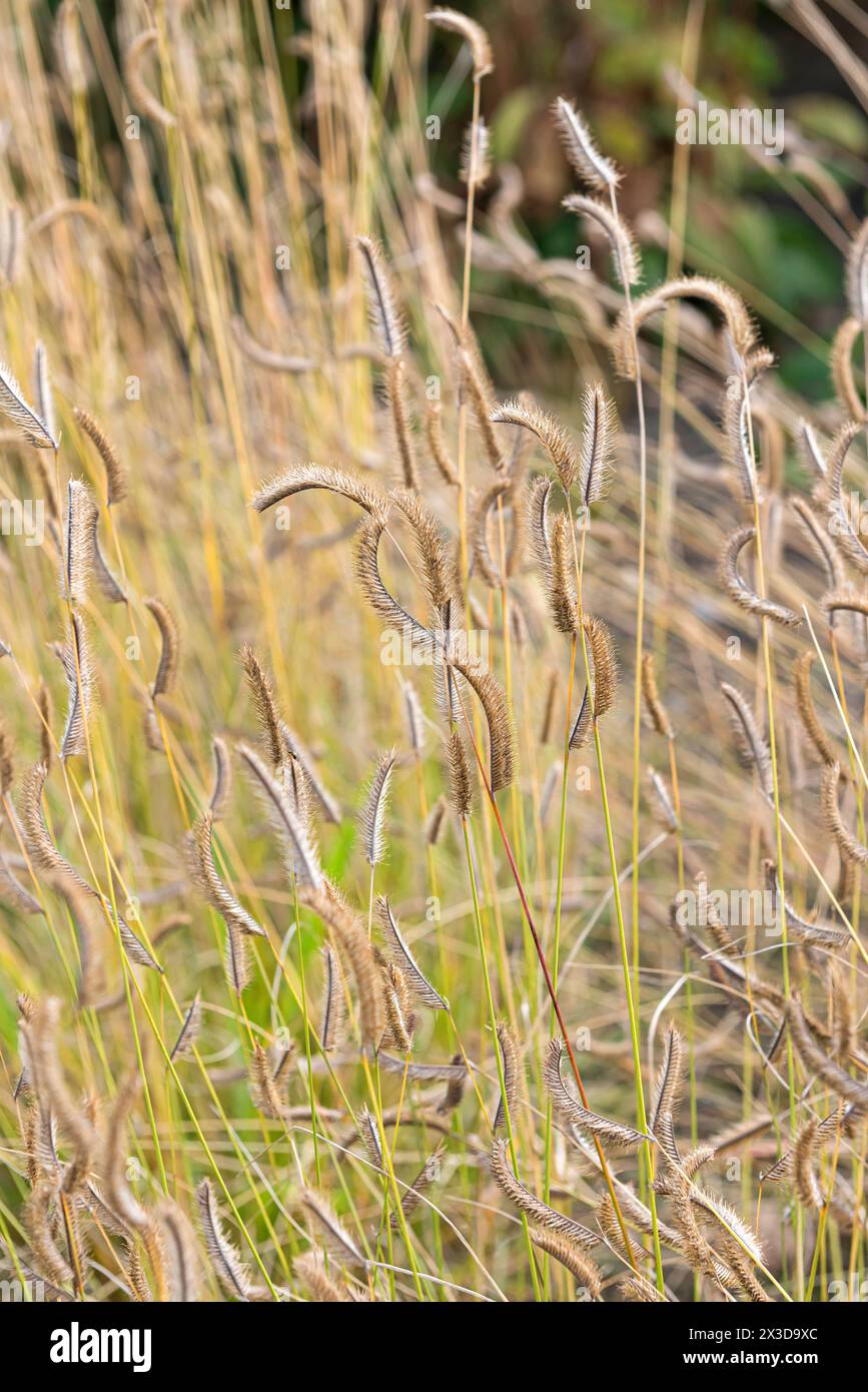 Blue Grama (Bouteloua gracilis, Bouteloua oligostachya; Chondrosum ...