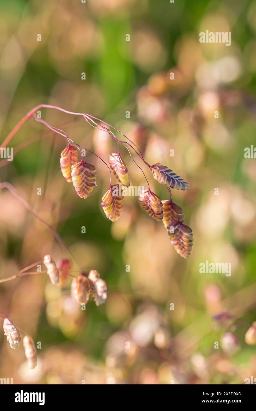 Quaking-grass, Cow-quake, Didder, Dithering-grass, Dodder-grass ...