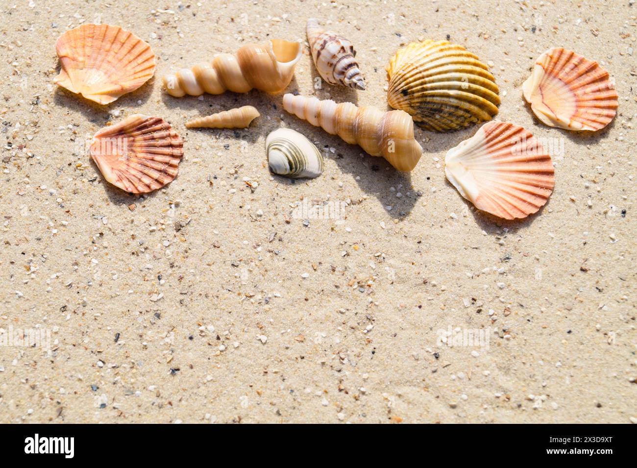 Pictures shells hi-res stock photography and images - Alamy