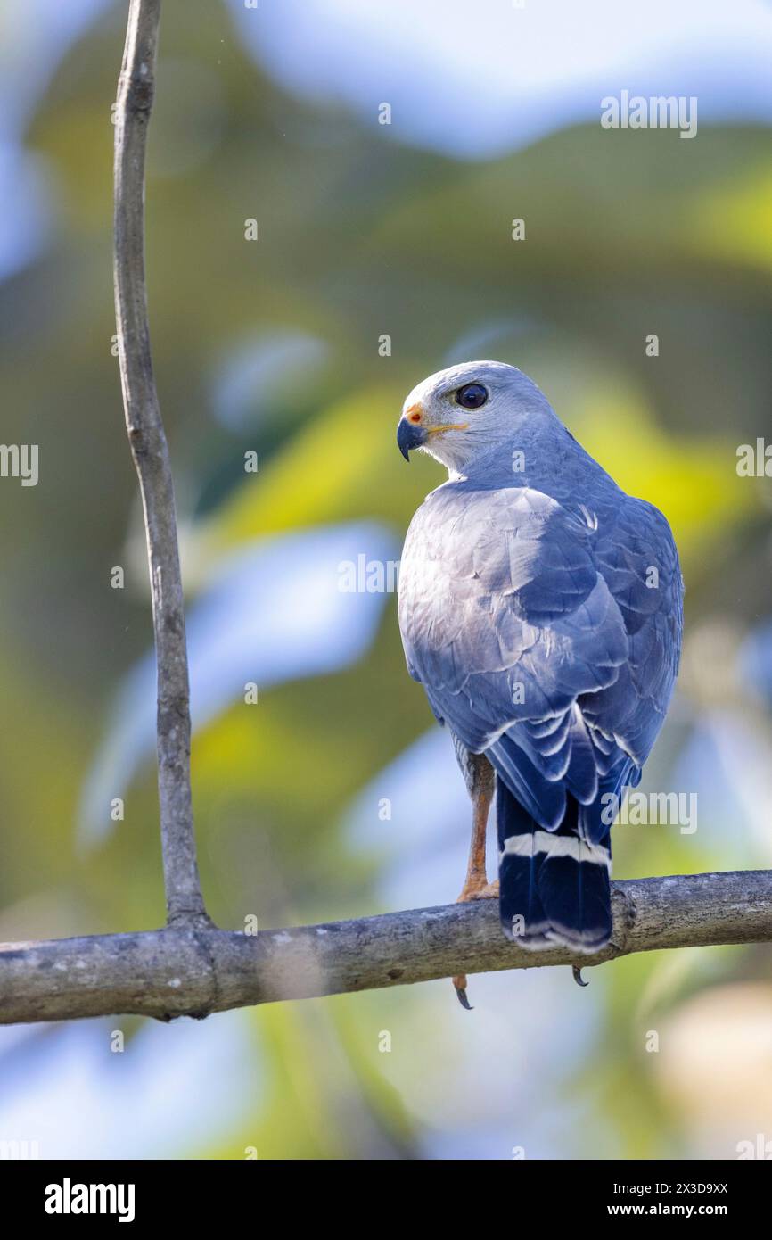 Mexican goshawk buteo plagiatus hi-res stock photography and images - Alamy