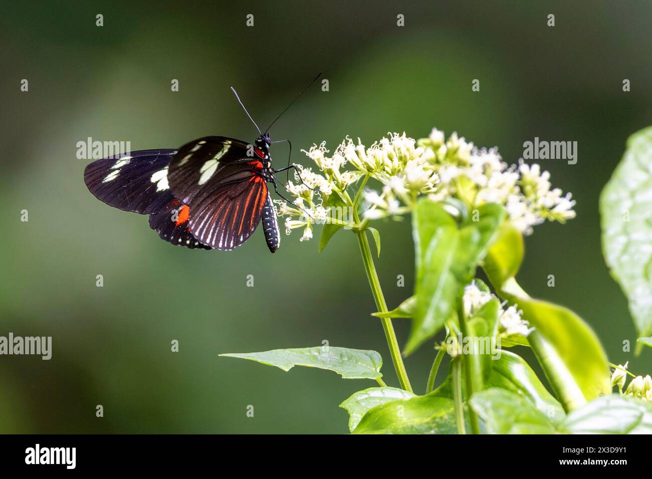 Doris butterfly, Doris longwing, Doris (Heliconius doris), sucking ...