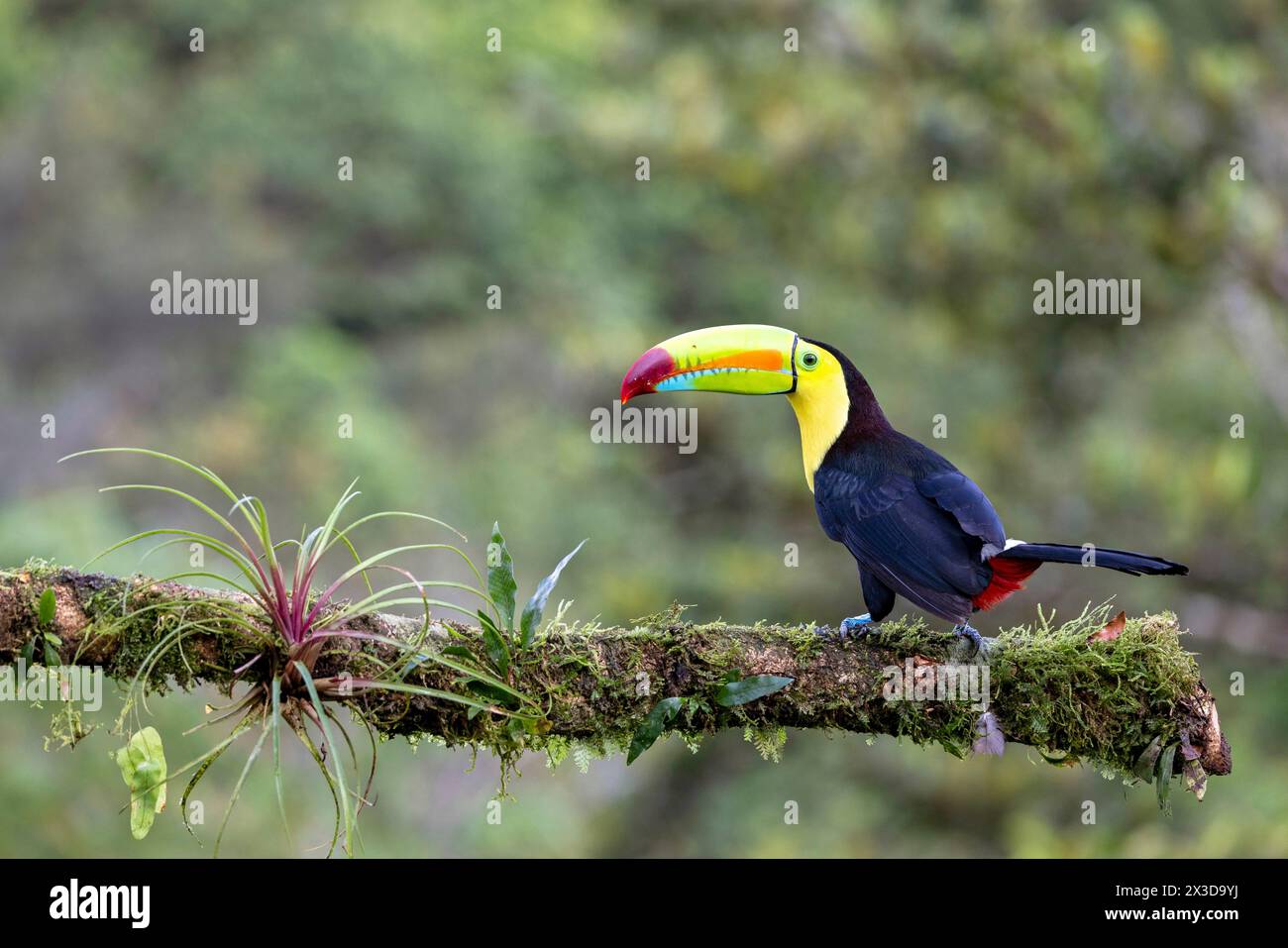 Keel-billed toucan, Sulfur-breasted toucan, Keel toucan, Rainbow-billed ...