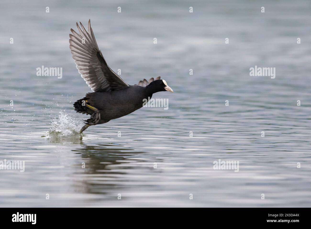 black coot, Eurasian coot, common coot (Fulica atra), running over the ...