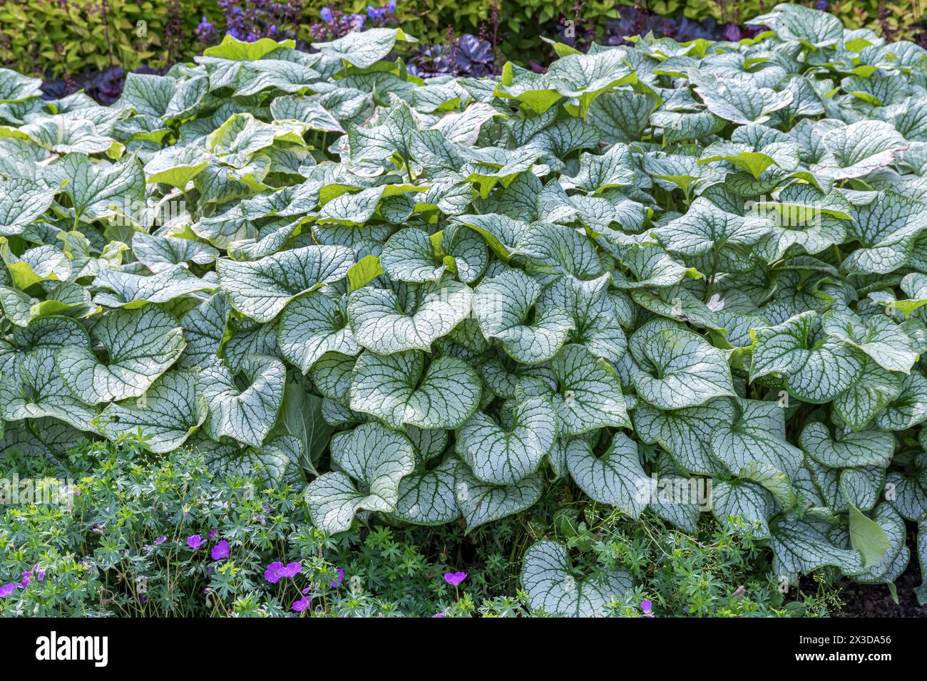 Heartleaf brunnera, Siberian bugloss (Brunnera macrophylla 'Jack Frost ...