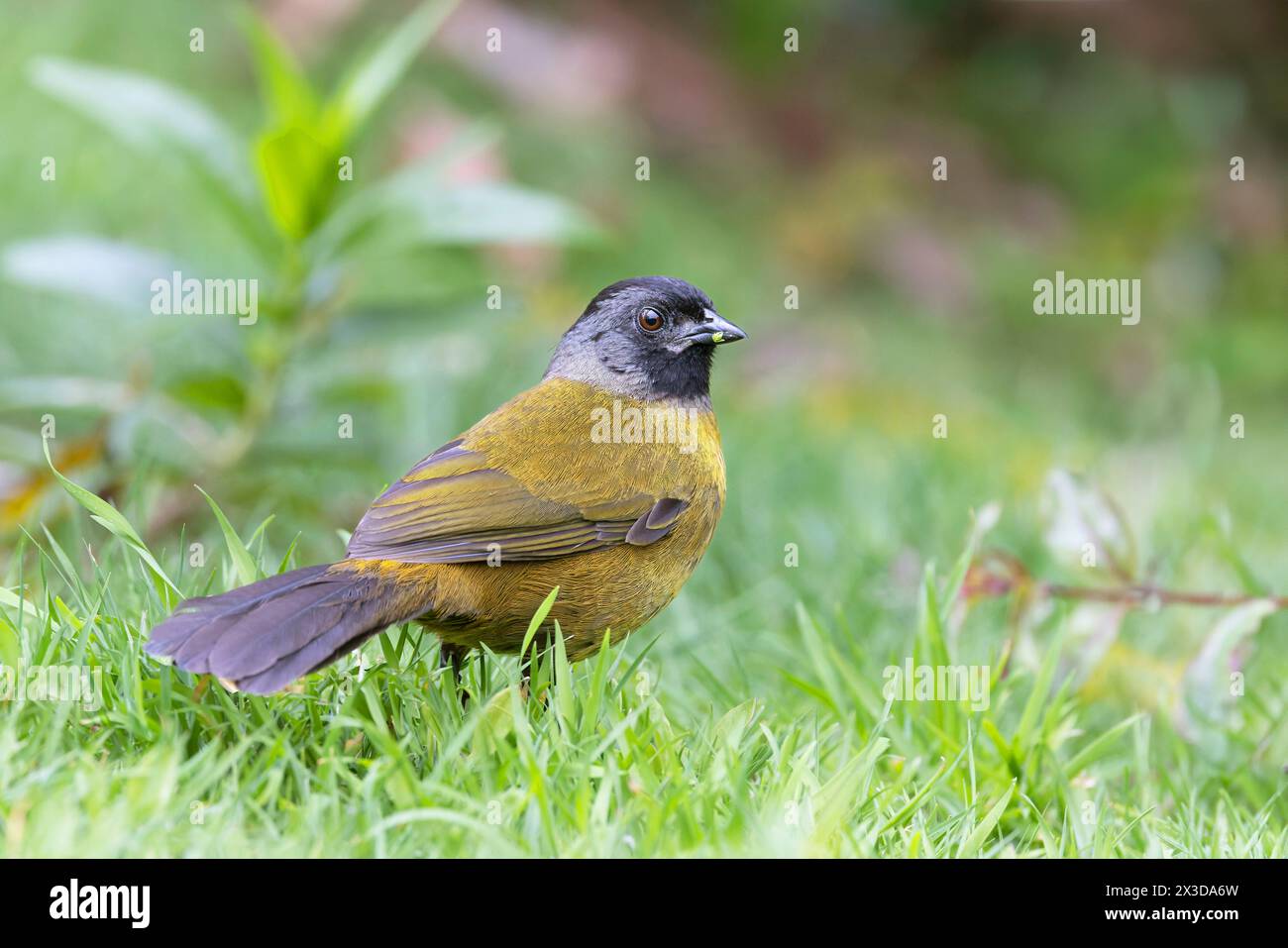 Big footed birds hi-res stock photography and images - Alamy