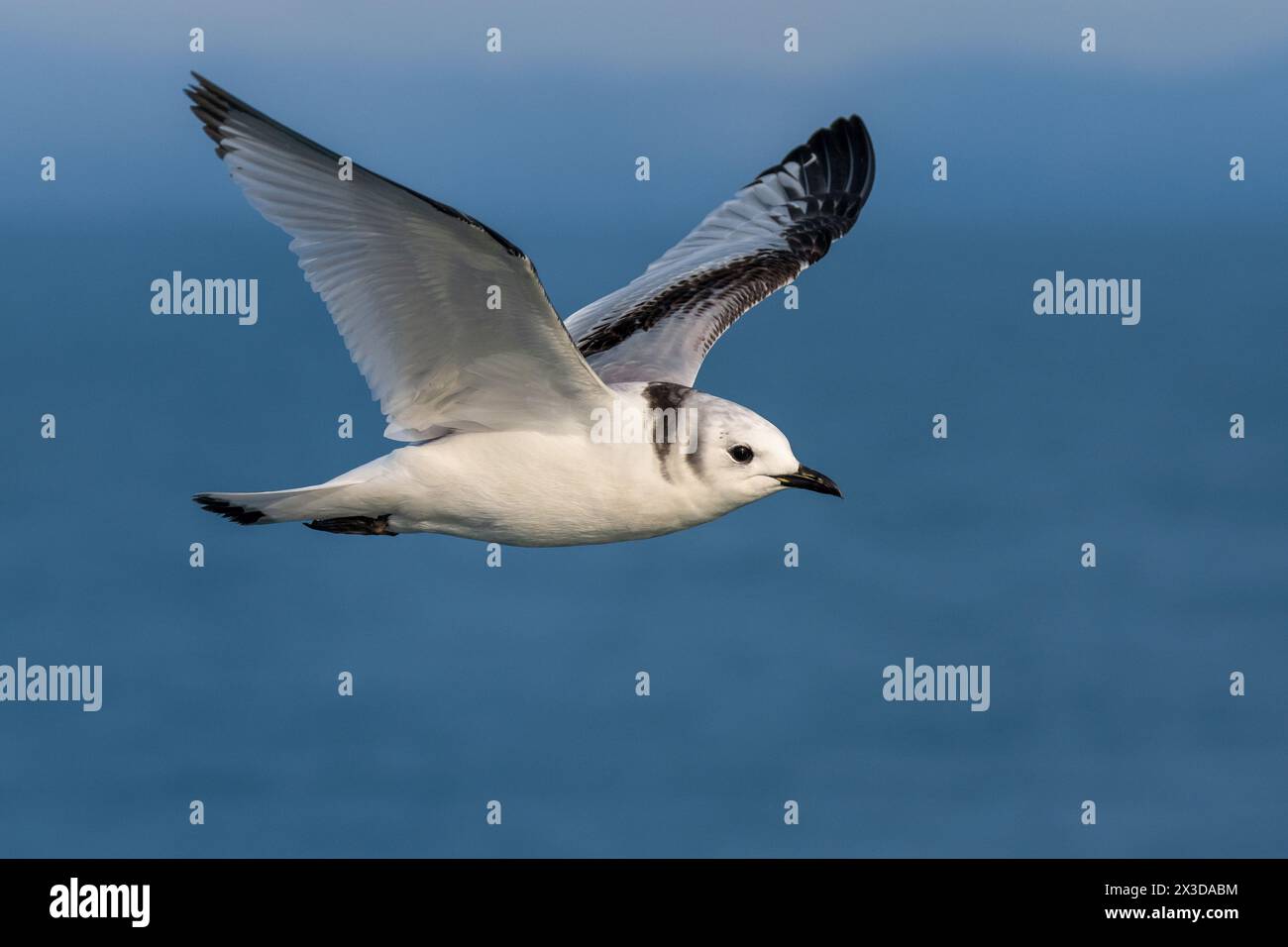 black-legged kittiwake (Rissa tridactyla, Larus tridactyla), immature ...
