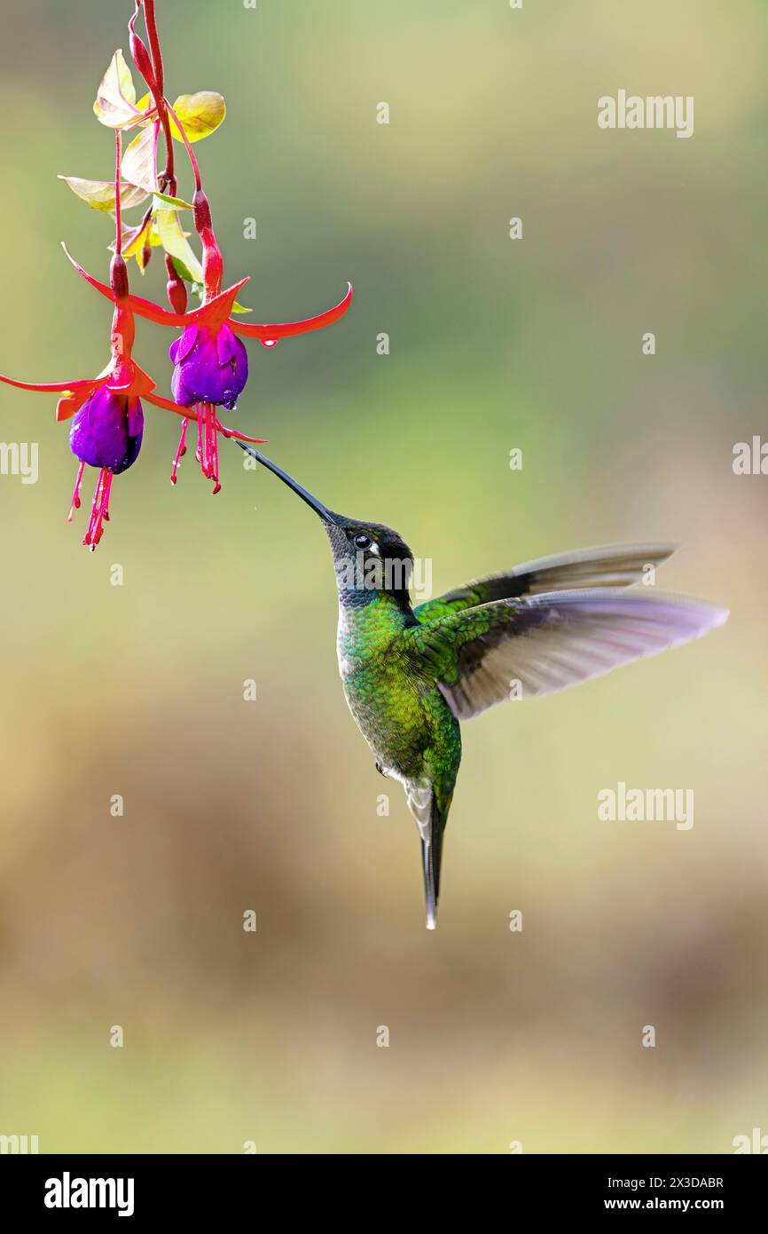 Talamanca hummingbird, Admirable hummingbird (Eugenes spectabilis ...