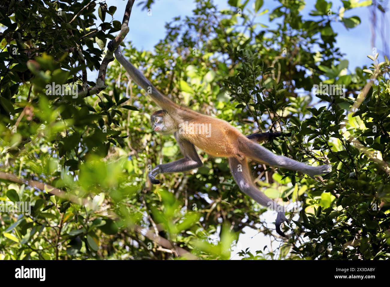 Geoffroy's spider monkey, Black-handed spider monkey, Central American ...