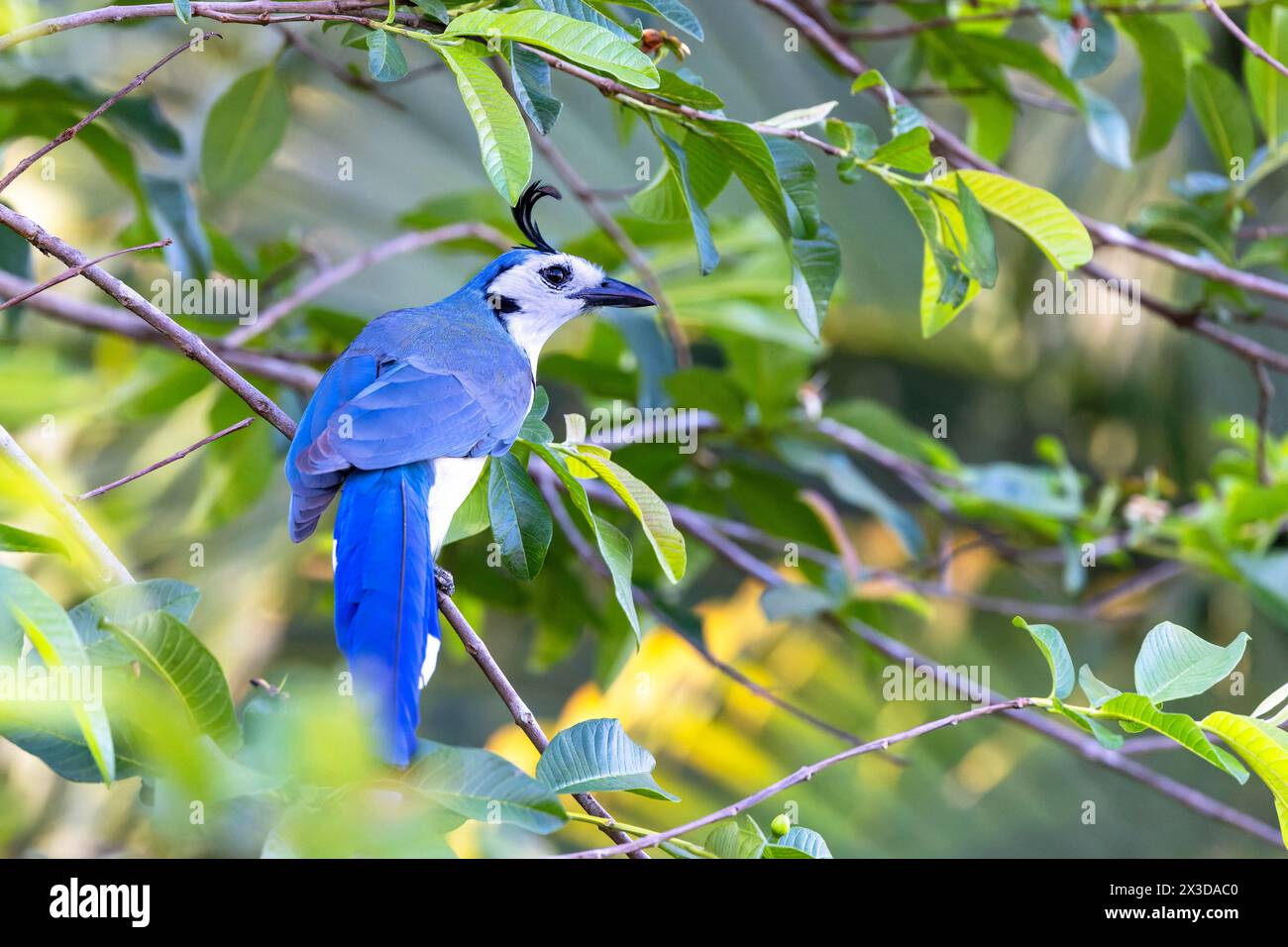white-throated magpie-jay (Calocitta formosa), sitting on a branch ...