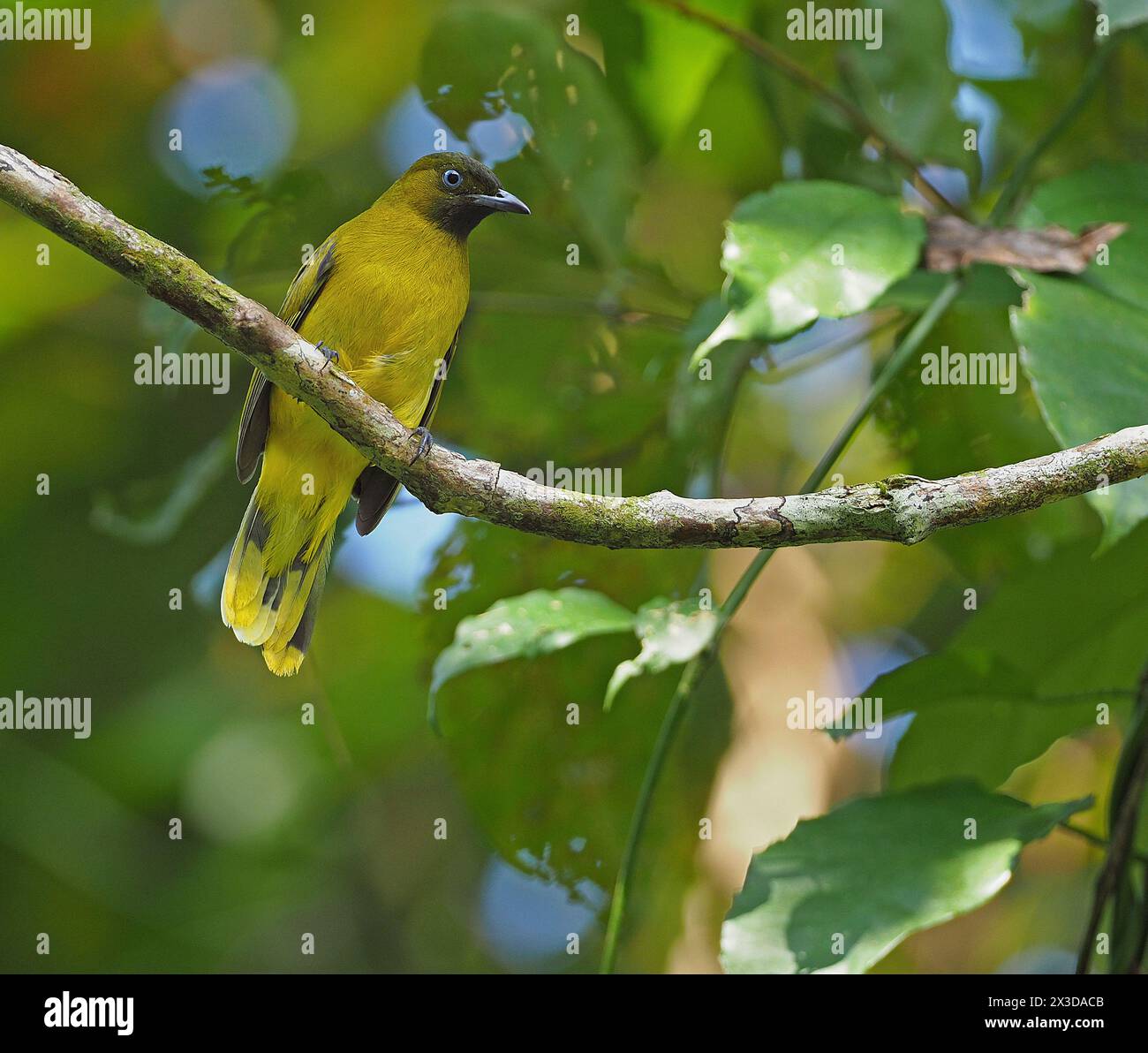 Andaman bulbul (Brachypodius fuscoflavescens), sitting on a branch ... Andaman bulbul (Brachypodius fuscoflavescens), sitting on a branch ...