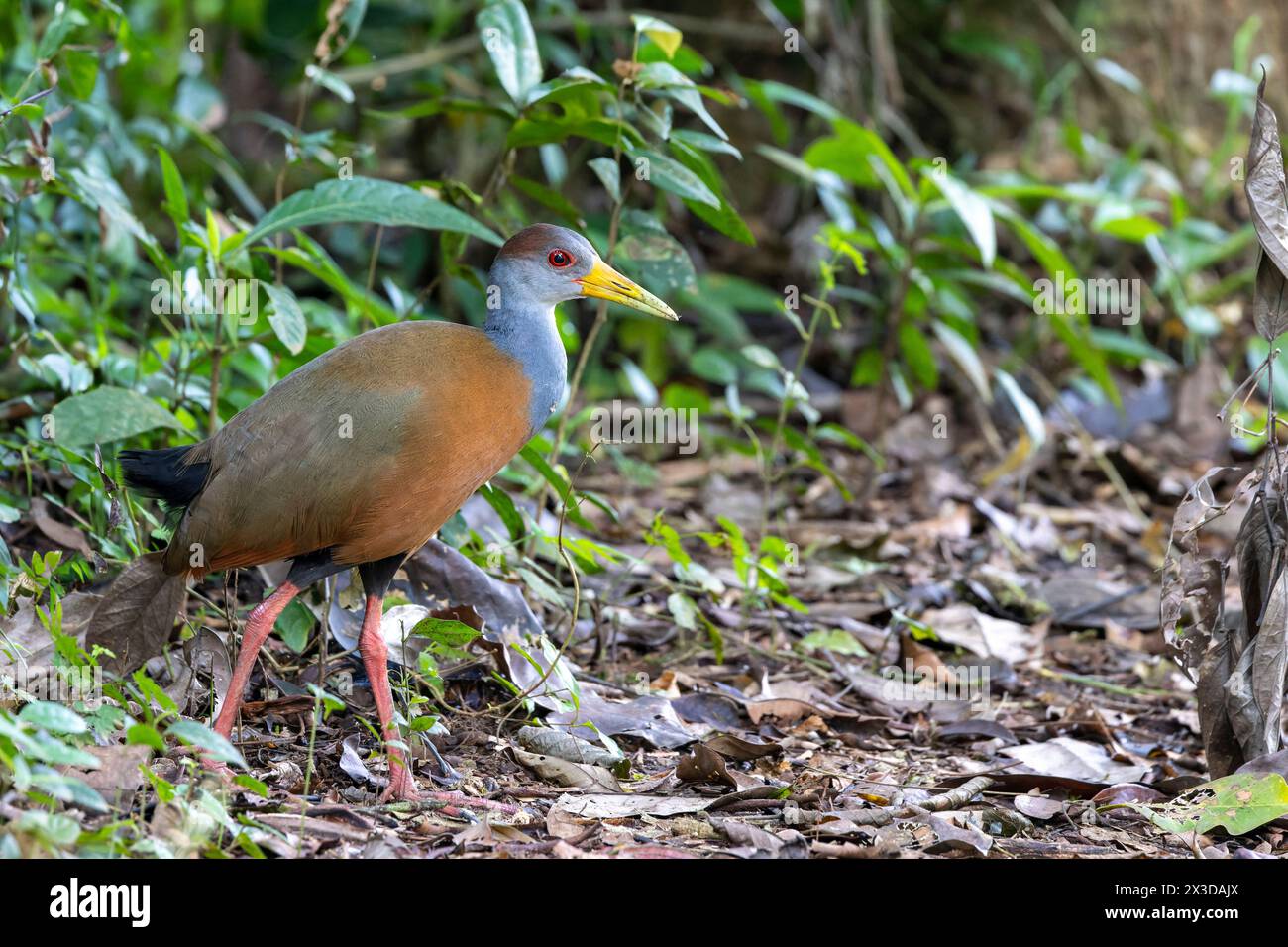 grey-necked wood rail (Aramides cajanea, Eulabeornis cajaneus ...