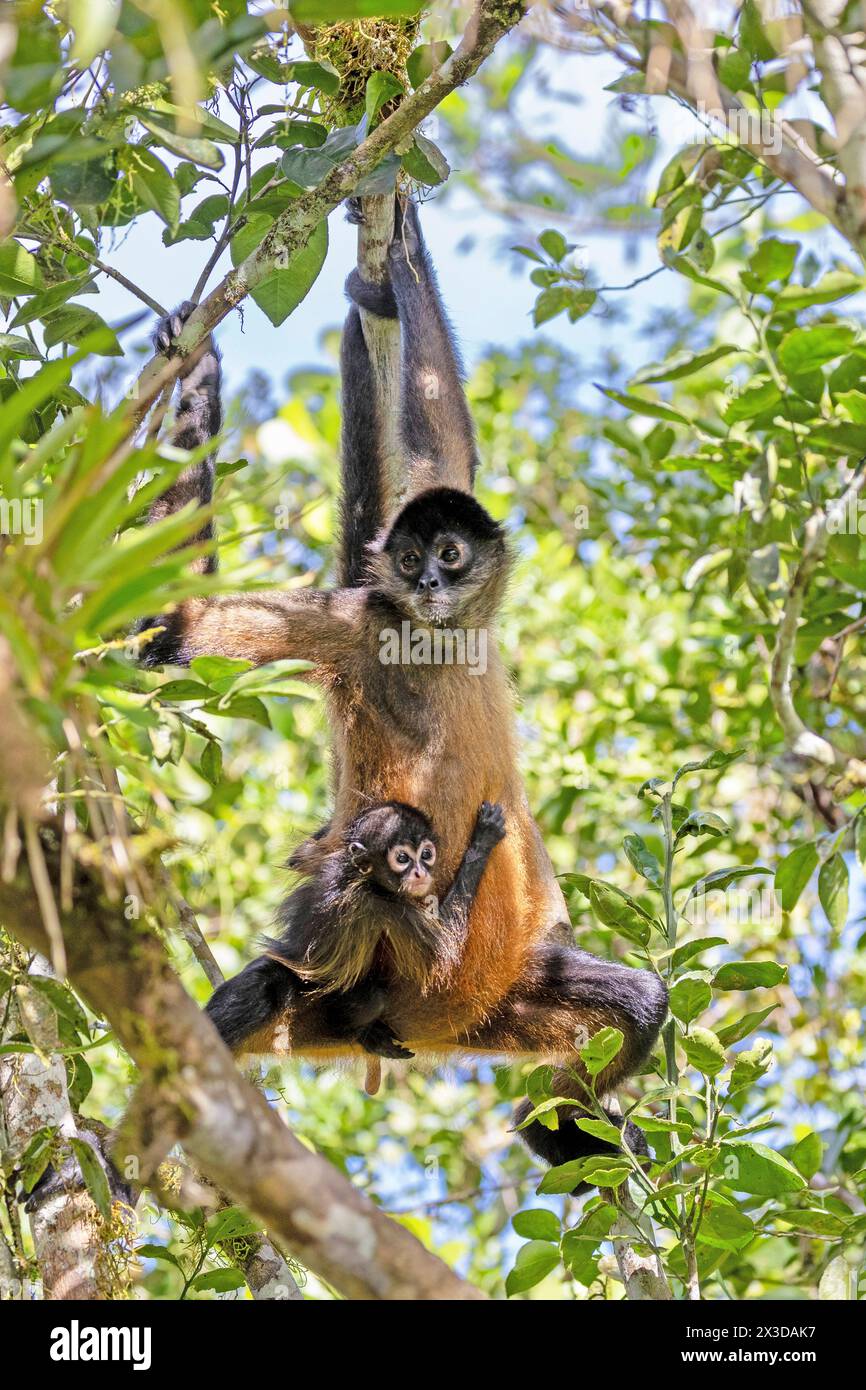 Geoffroy's spider monkey, Black-handed spider monkey, Central American ...