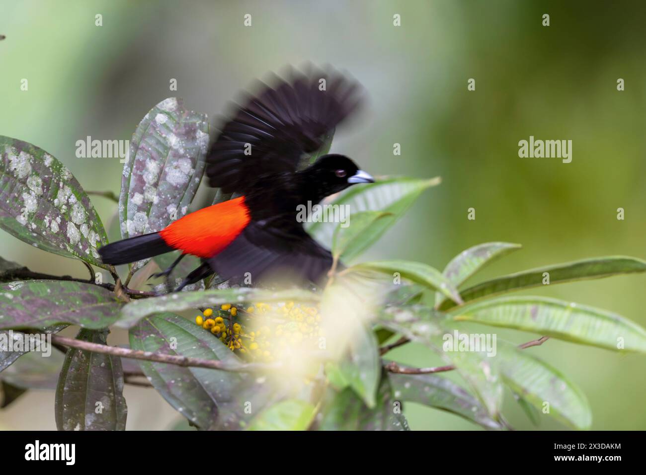 Scarlet-rumped tanager, Passerini's Tanager (Ramphocelus passerinii ...