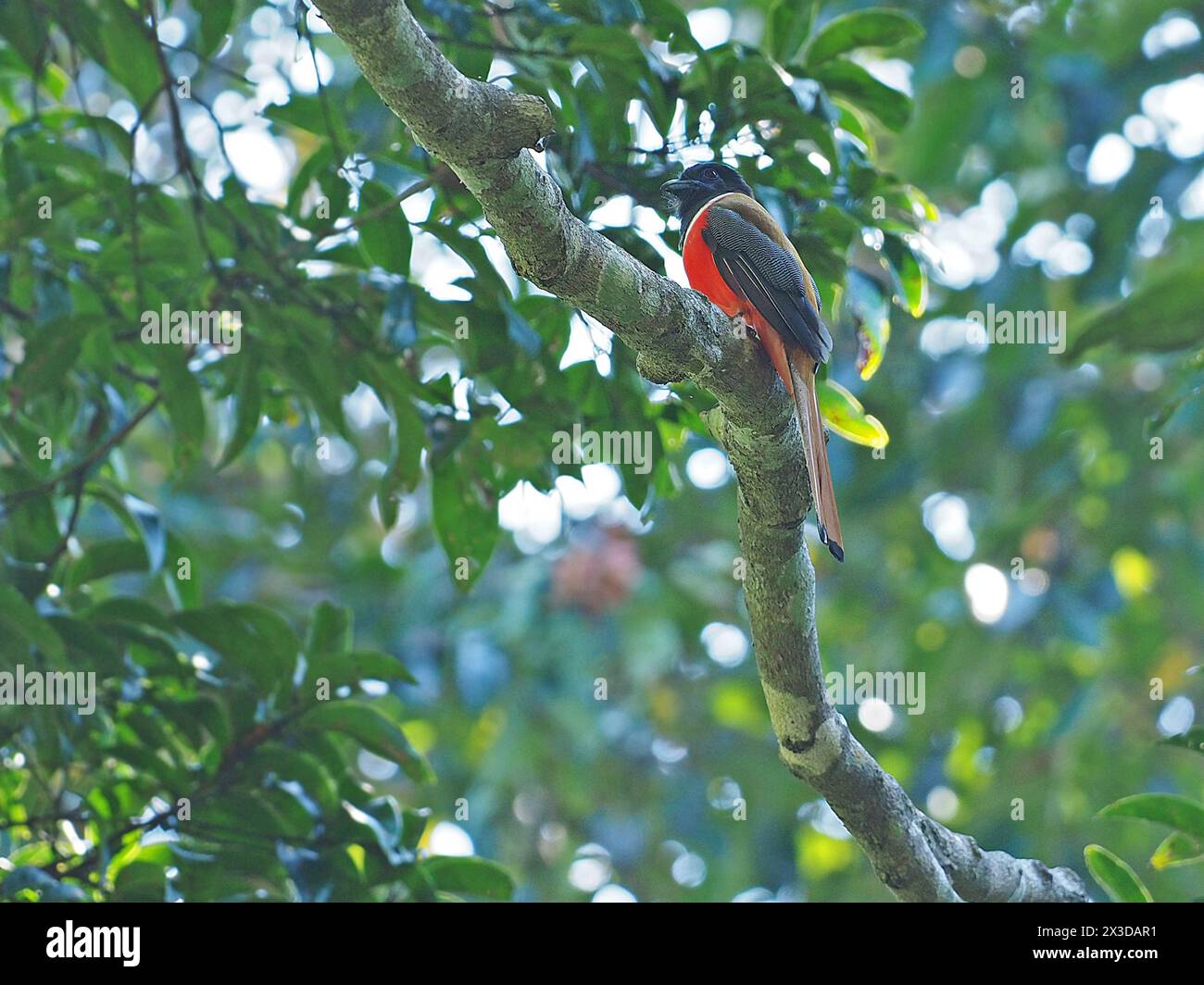 Trogons of india hi-res stock photography and images - Alamy