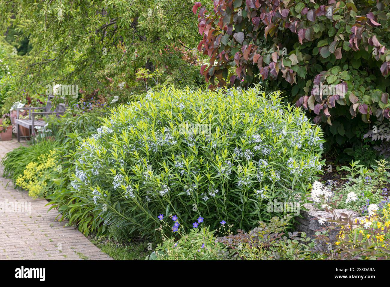 Eastern bluestar, Common Bluestar, Amsonia (Amsonia tabernaemontana ...