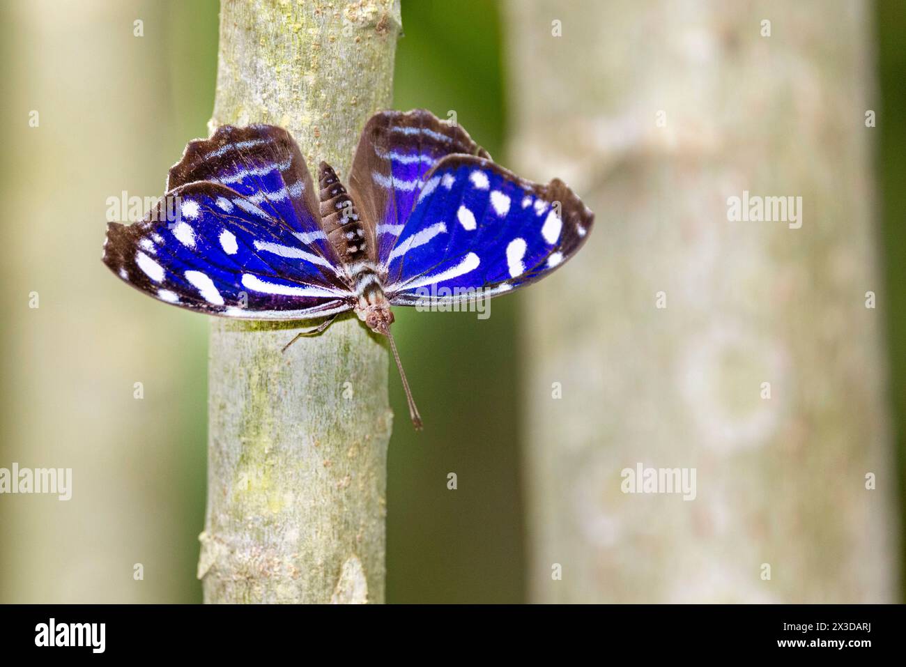 Blue wave, Blue-banded purplewing, Tropical blue wave, Whitened ...