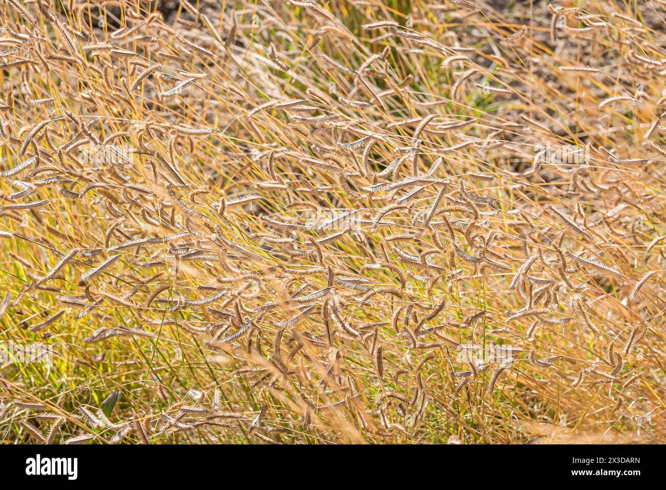 Blue Grama (Bouteloua gracilis, Bouteloua oligostachya; Chondrosum ...