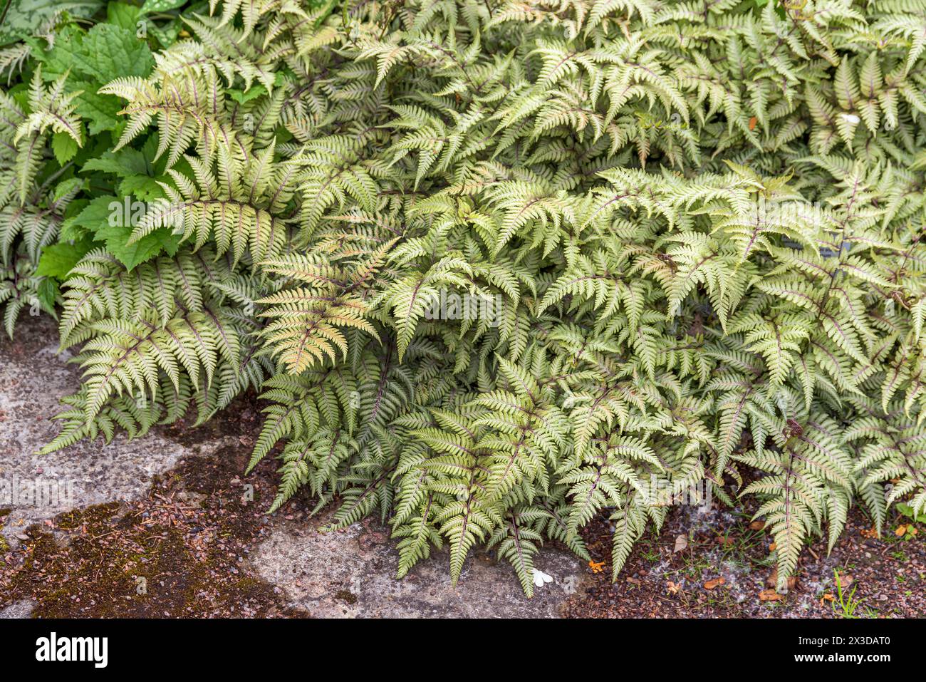 Japanese painted fern (Athyrium niponicum 'Metallicum', Athyrium ...