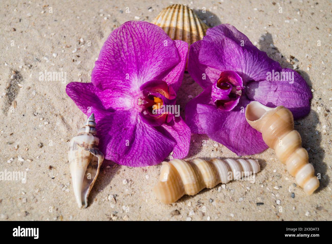 shells, snail shells and orchid flowers on the beach Stock Photo - Alamy