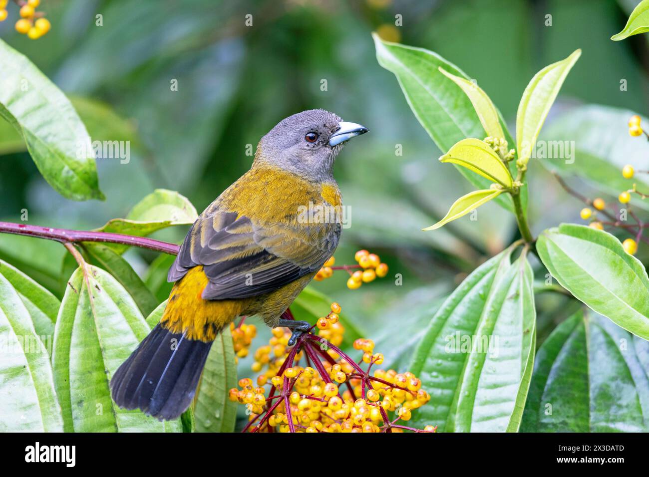 Scarlet-rumped tanager, Passerini's Tanager (Ramphocelus passerinii ...