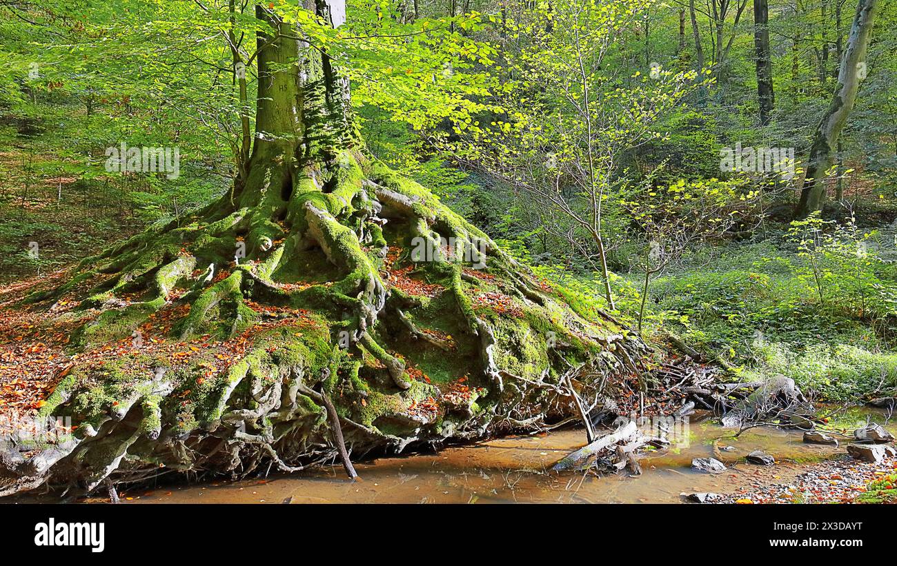 Mossy roots hi-res stock photography and images - Alamy