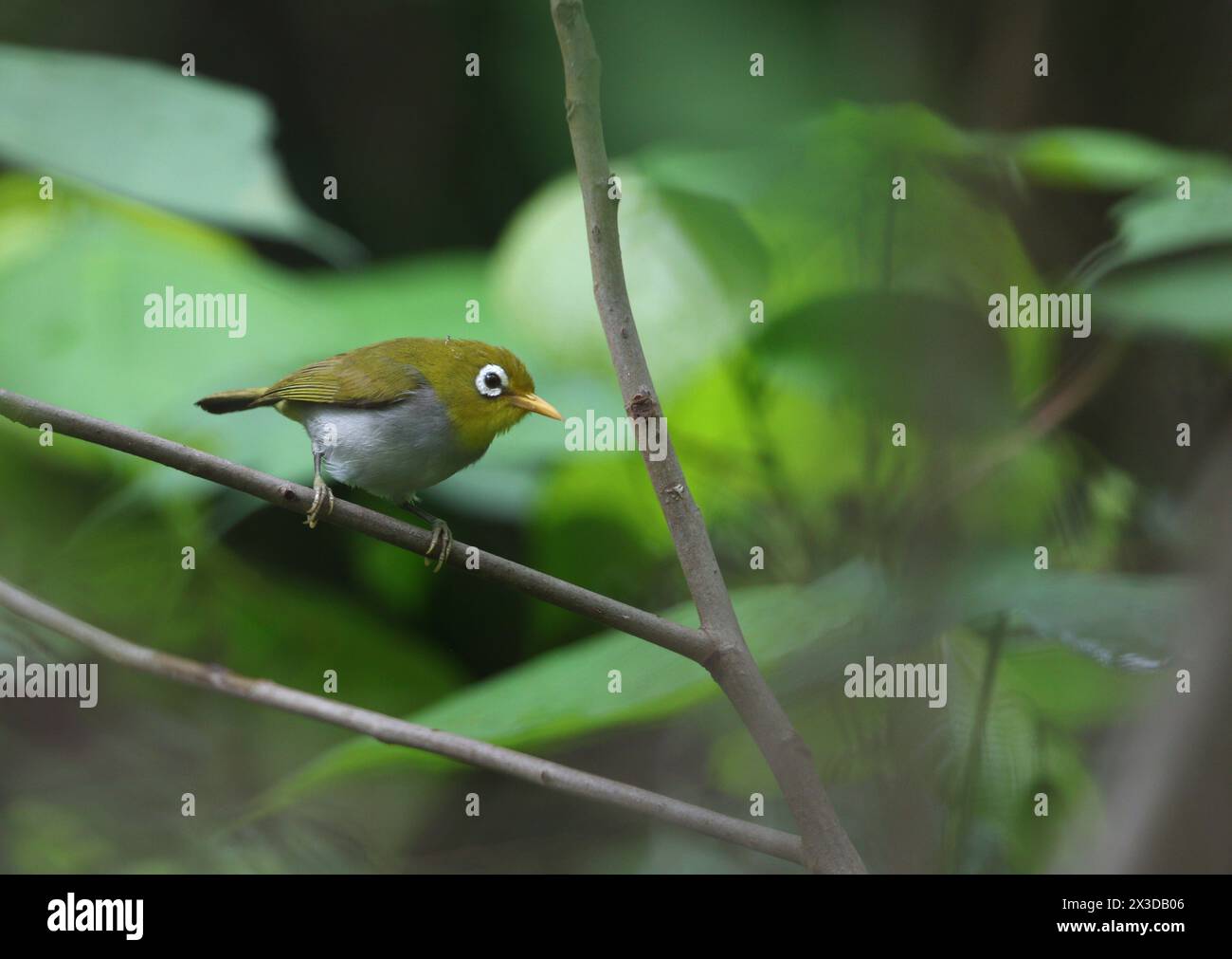 Wakatobi white eyes hi-res stock photography and images - Alamy