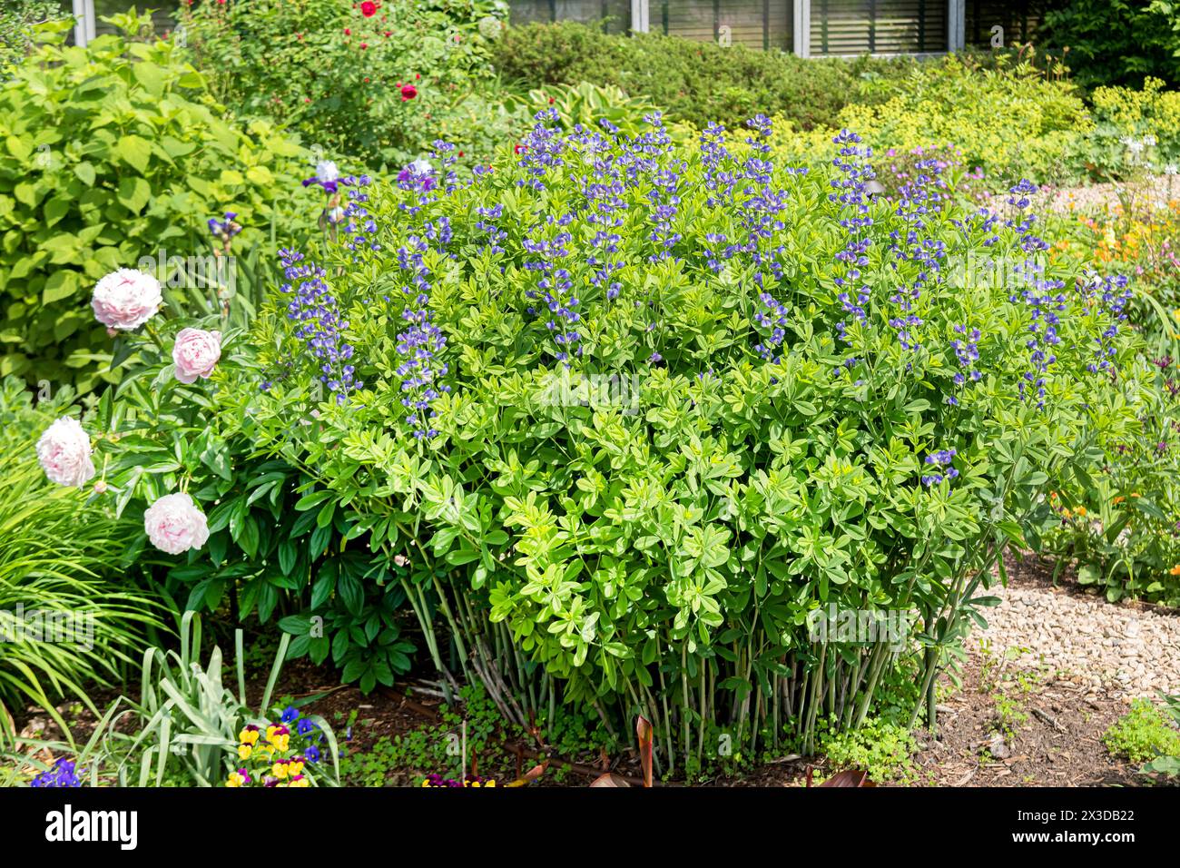 blue wild indigo, wild false indigo (Baptisia australis), blooming ...