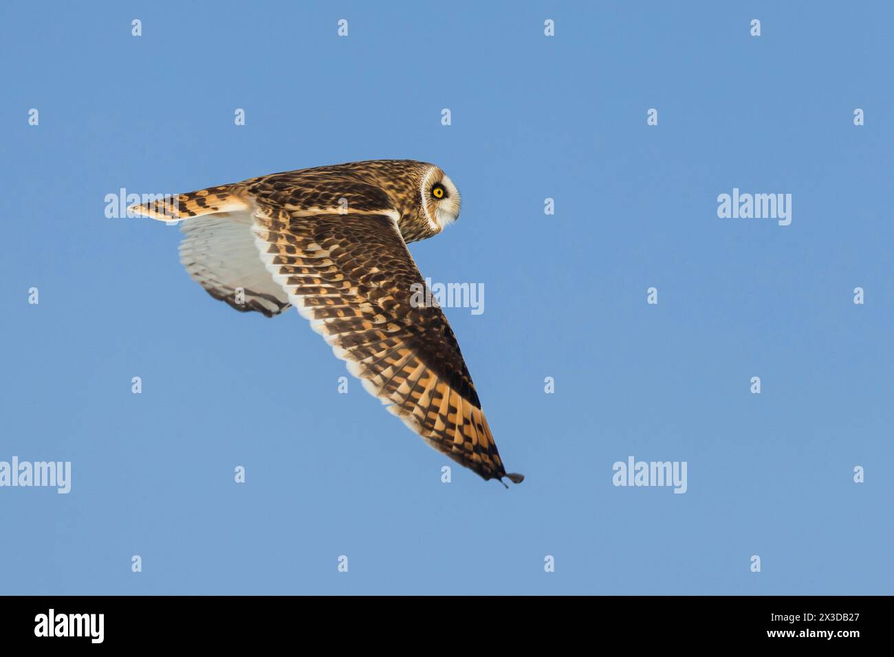 Villa raptor hi-res stock photography and images - Alamy