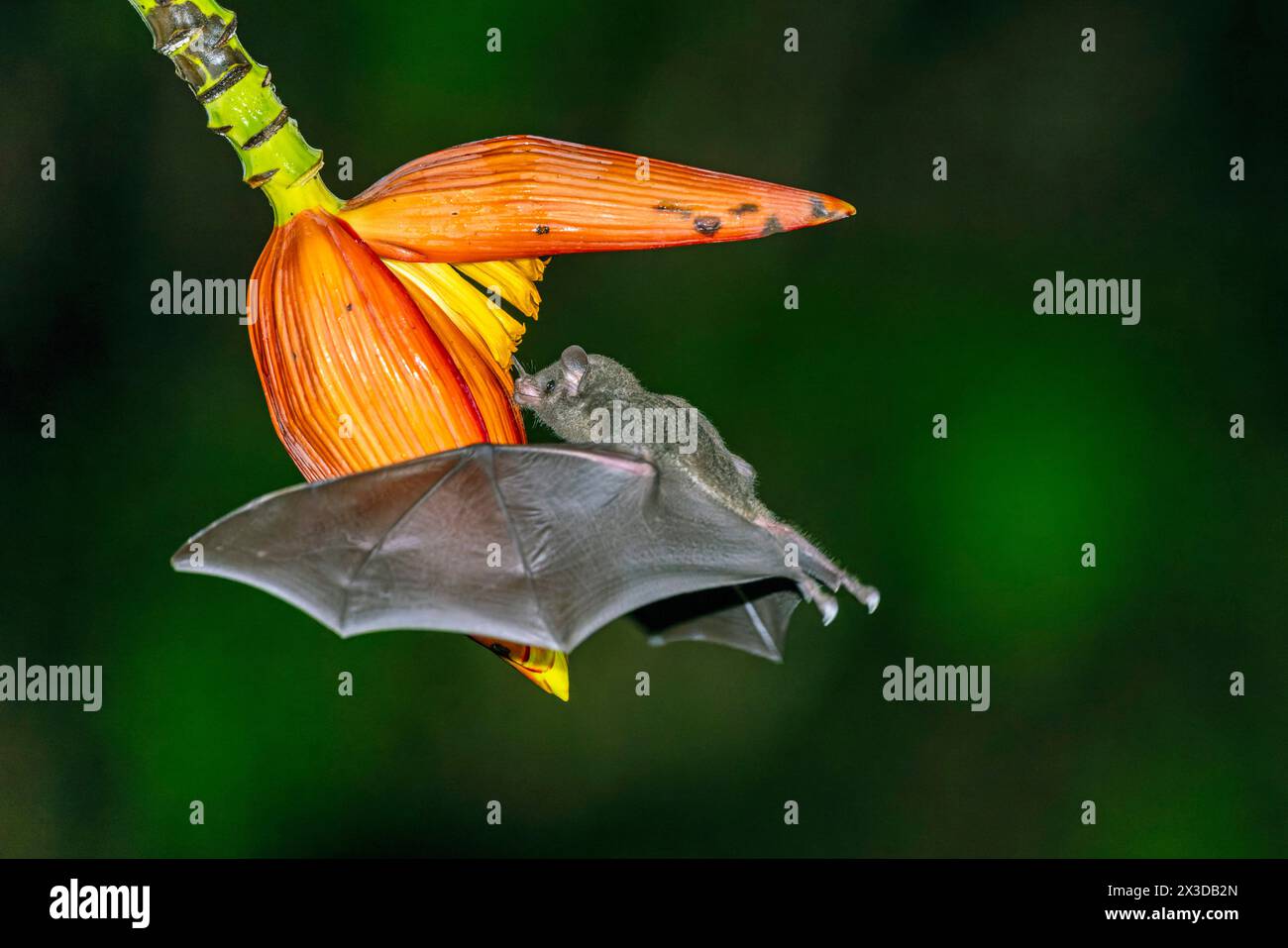 shrew-like long-tongued bat, Pallas' long-tongued bat (Glossophaga ...