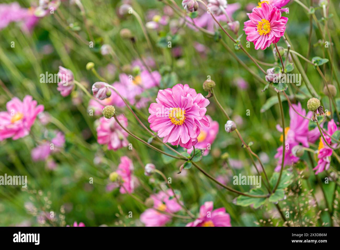 Herbst-Anemone (Anemone 'Pamina', Anemone Pamina), cultivar Pamina ...