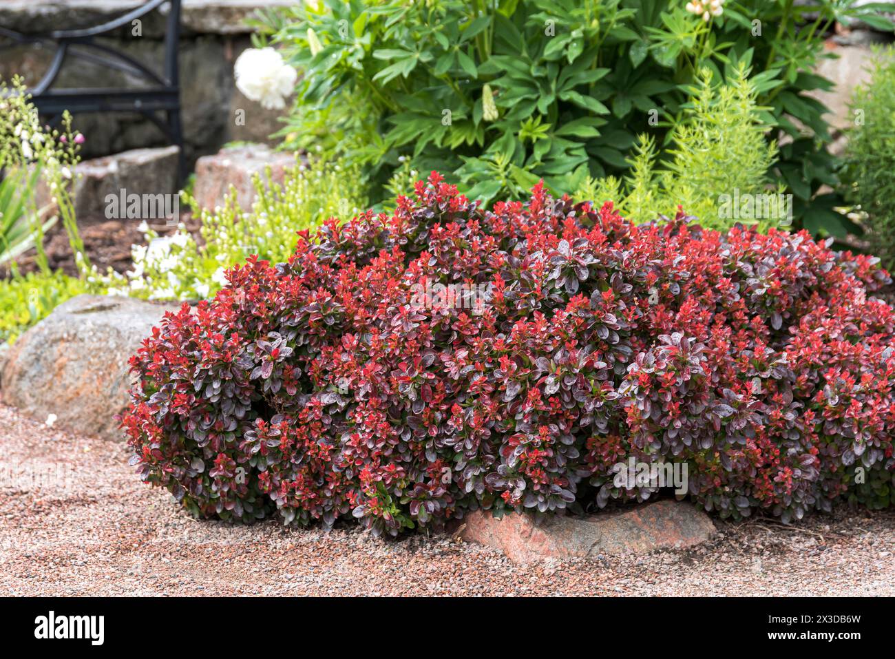 Japanese barberry (Berberis thunbergii 'Bagatelle', Berberis thunbergii ...