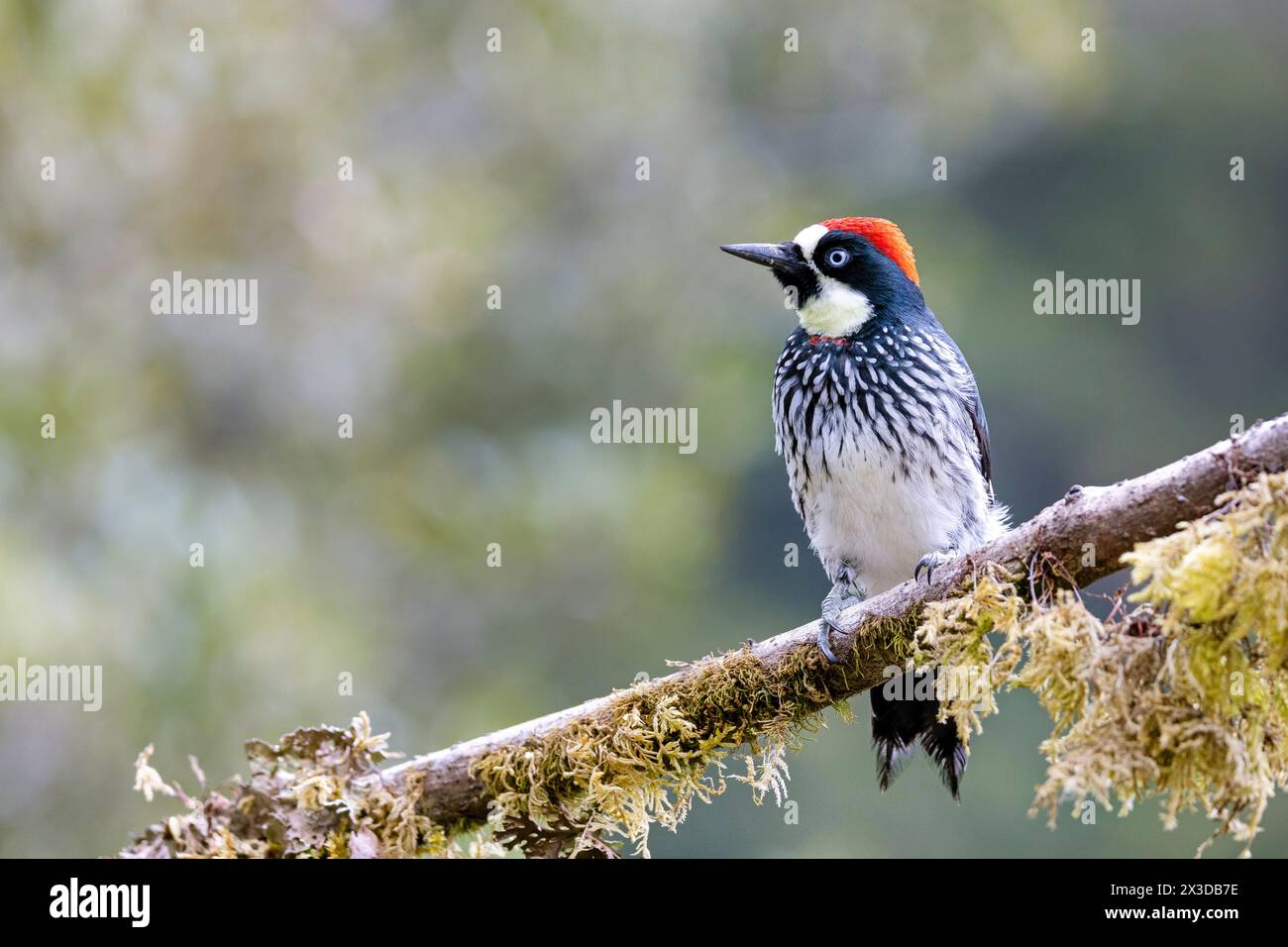 Acorn woodpecker (Melanerpes formicivorus), Male sitting on a branch in ...