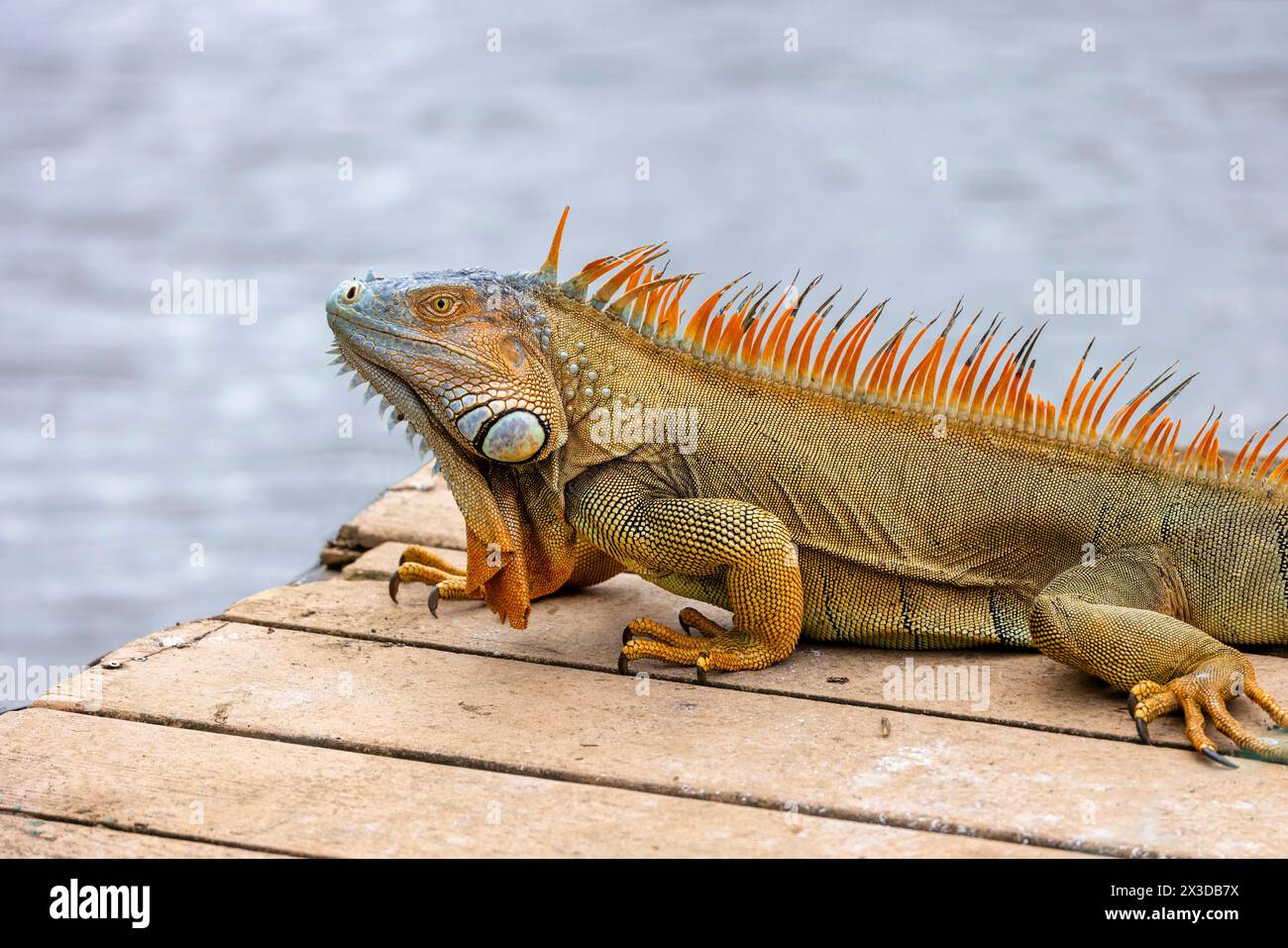 green iguana, common green iguana, American iguana (Iguana iguana ...