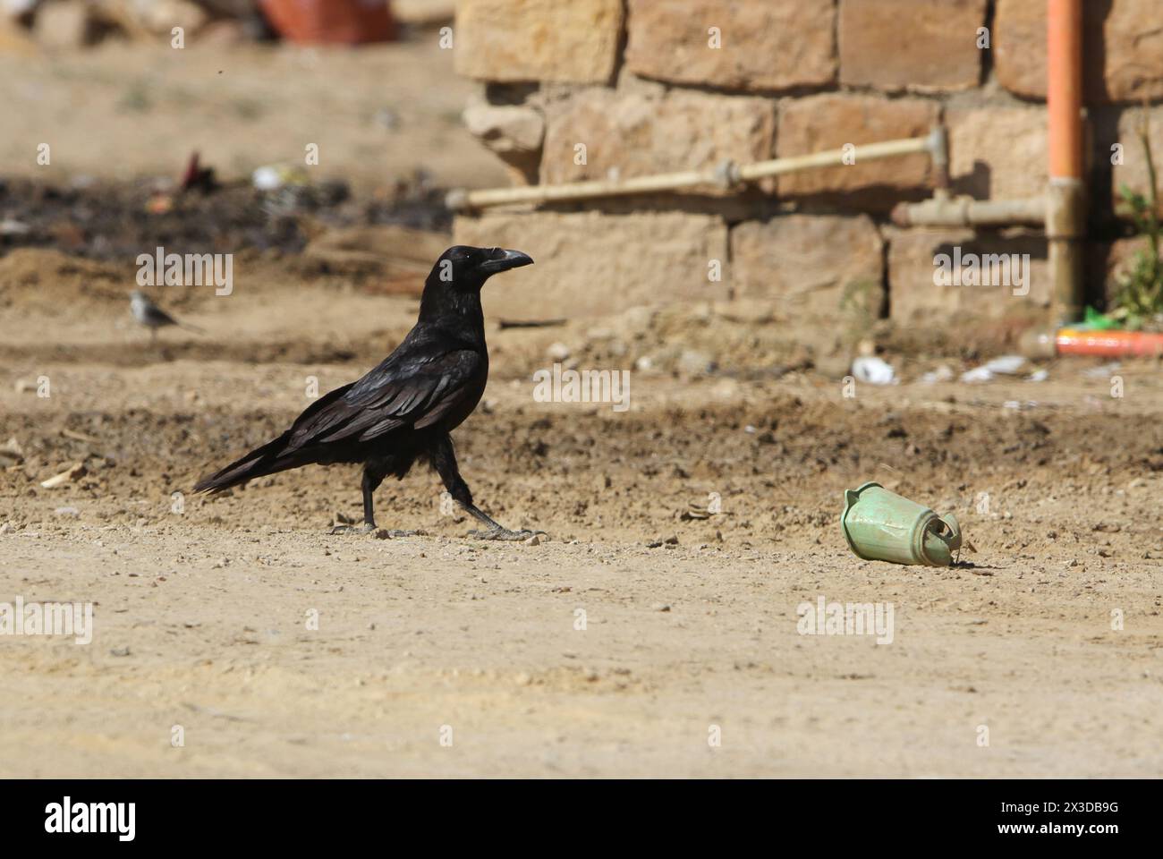 Punjab raven (Corvus corax subcorax, Corvus corax laurencei), searches ...