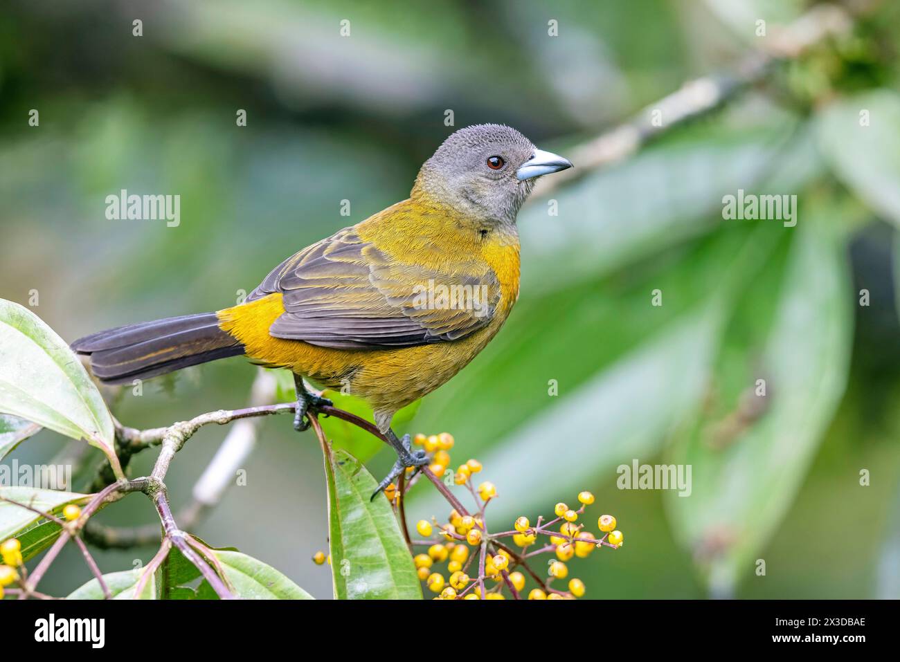 Scarlet-rumped tanager, Passerini's Tanager (Ramphocelus passerinii ...