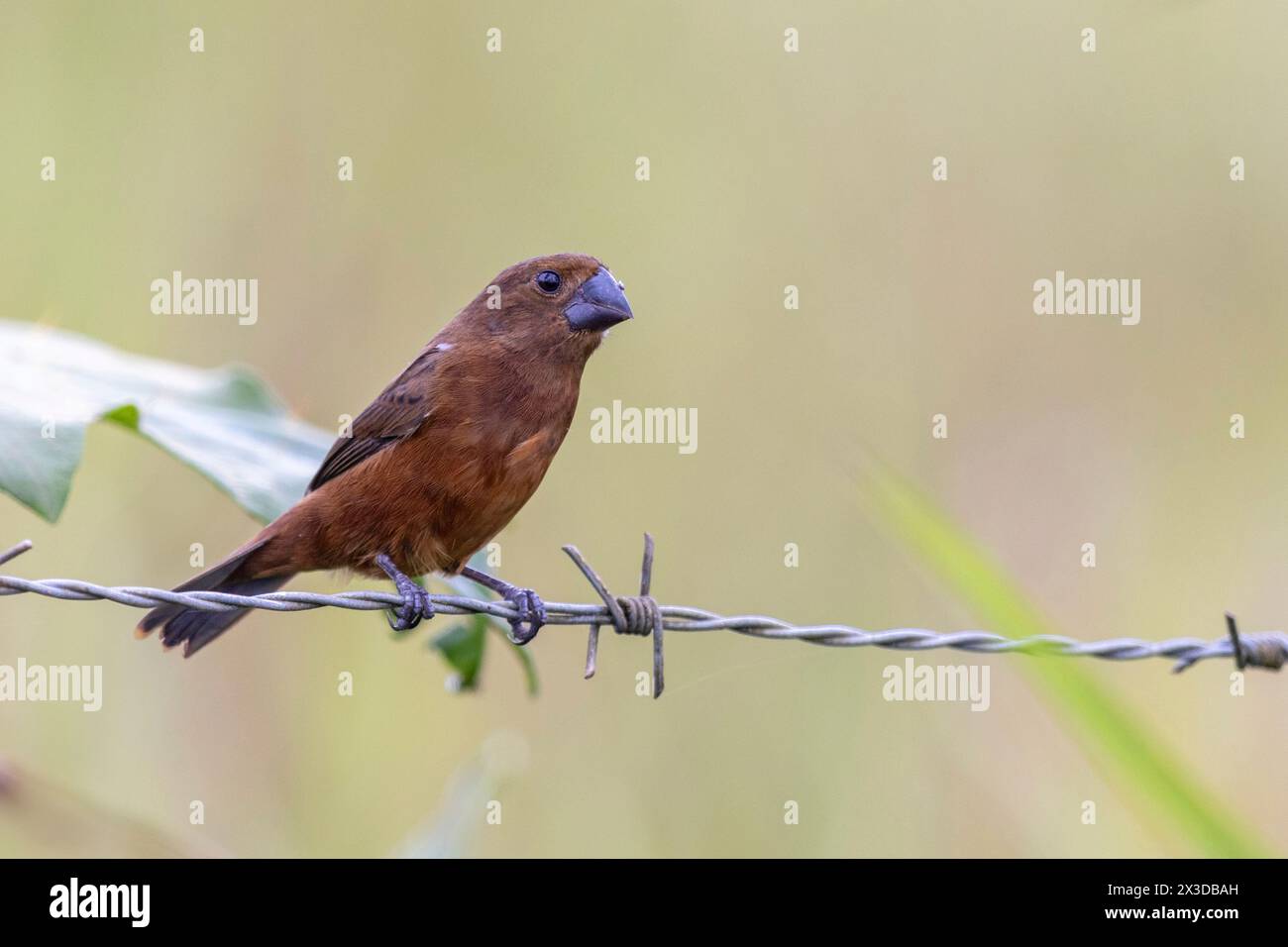 great-billed seed finch (Oryzoborus maximiliani), female sits on barbed ...