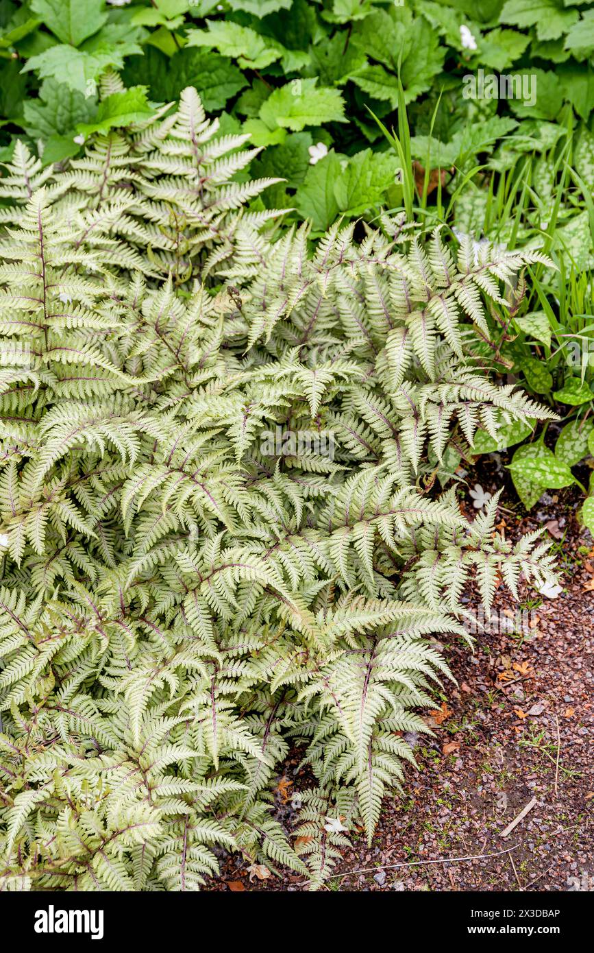 Japanese painted fern (Athyrium niponicum 'Metallicum', Athyrium ...