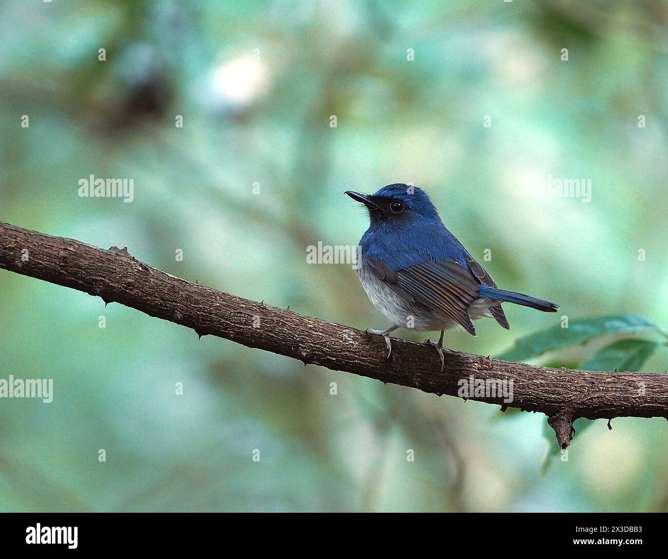 White Bellied Blue Flycatcher The Beauty Of White Bellied Blue